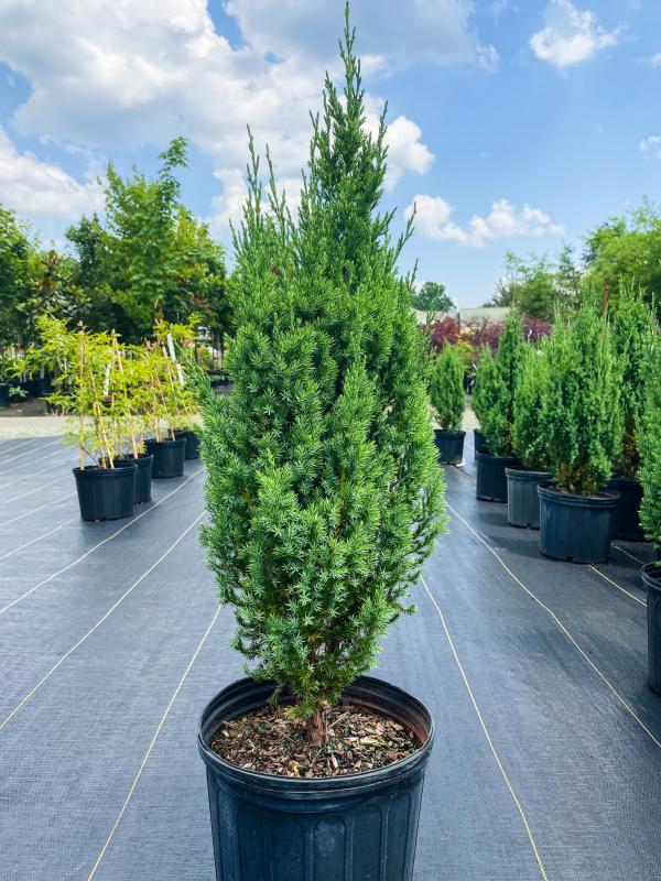Mitchell's Nursery - Juniperus Chinensis Blue Point #1