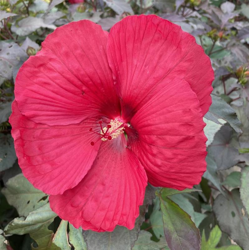 Mitchell's Nursery - Hibiscus Moscheutos Head Over Heels Desire #3