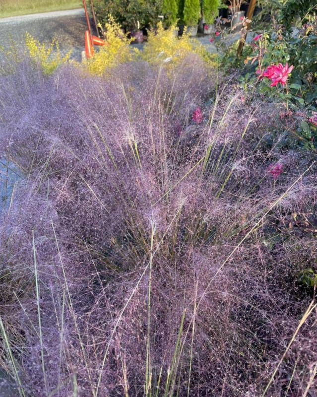 Mitchell's Nursery - Muhlenbergia Capillaris Pink Muhly Grass #1