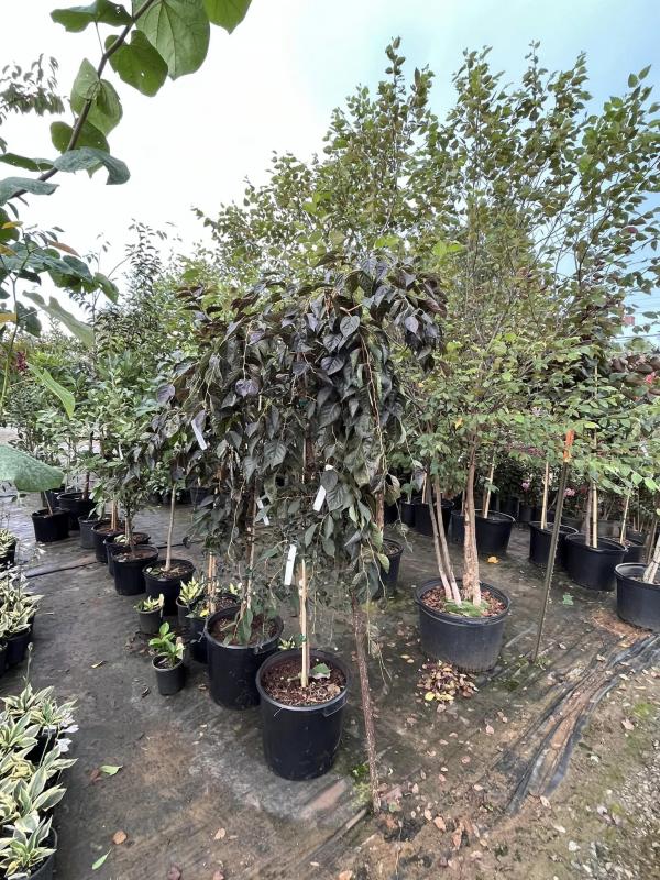 Mitchell's Nursery - Styrax Japonicus Nightfall Weeping #10